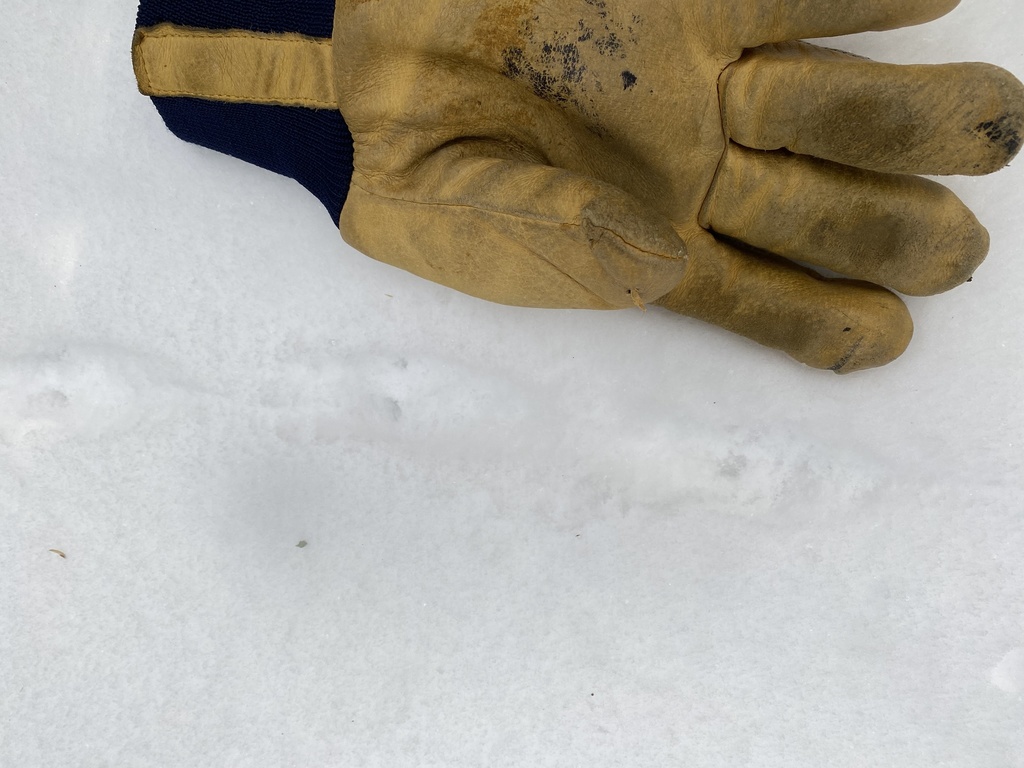 Southern Red-backed Vole from Chequamegon-Nicolet National Forest ...