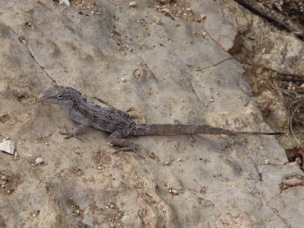 Cook's Anole in December 2021 by Gray Catanzaro. Probably A. cooki ...