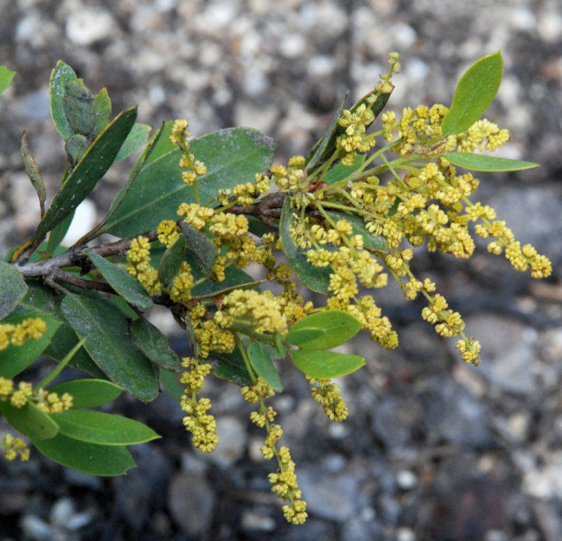 huckleberry oak (Quercus vacciniifolia) - Botanical Realm