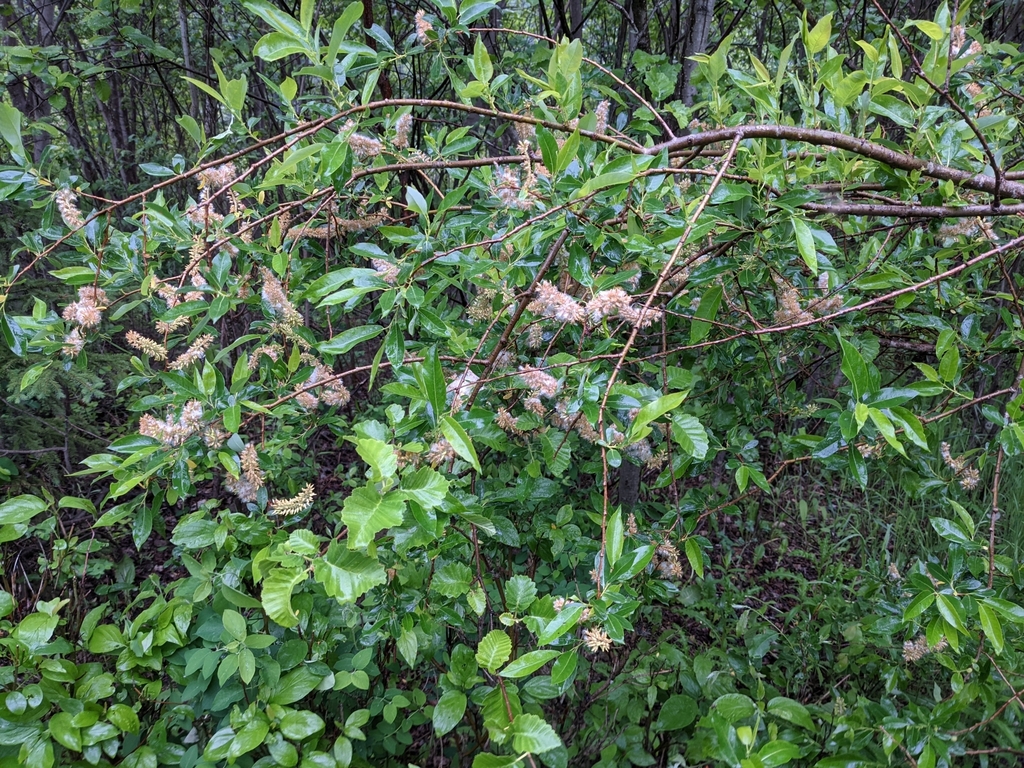 mackenzie's willow (Salix prolixa) - Botanical Realm