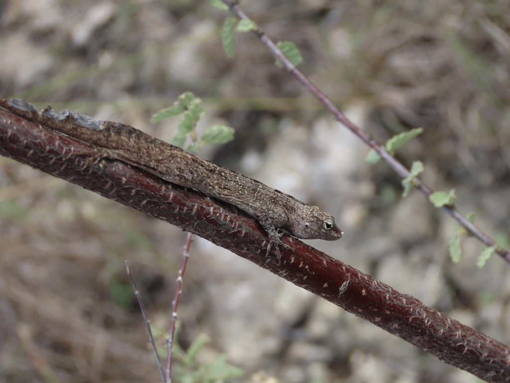 Cook's Anole (Anolis cooki) - Snakes and Lizards