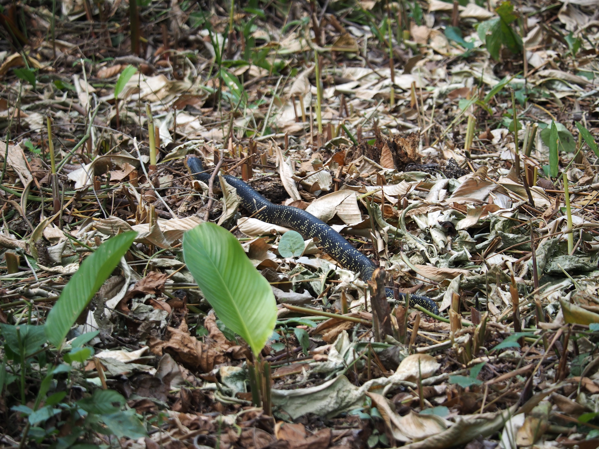 Xenodon severus (Linnaeus, 1758)