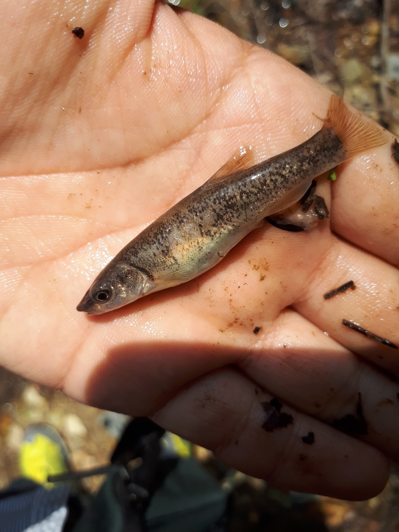 Rhynchocypris oxycephalus (Sauvage & Dabry de Thiersant, 1874)