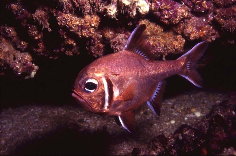 Southern Roughy (Trachichthys australis) - Marine Life Identification