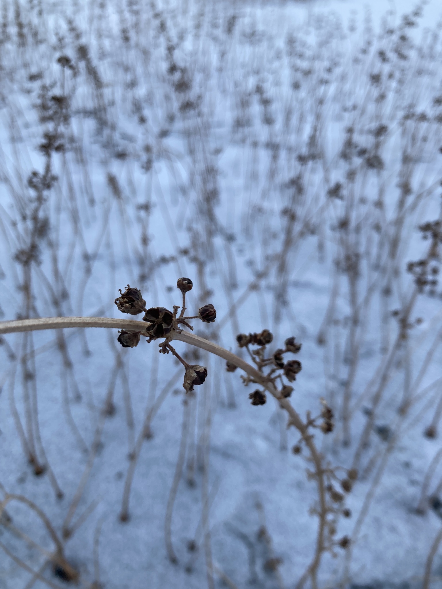 Decodon verticillatus (L.) Elliott