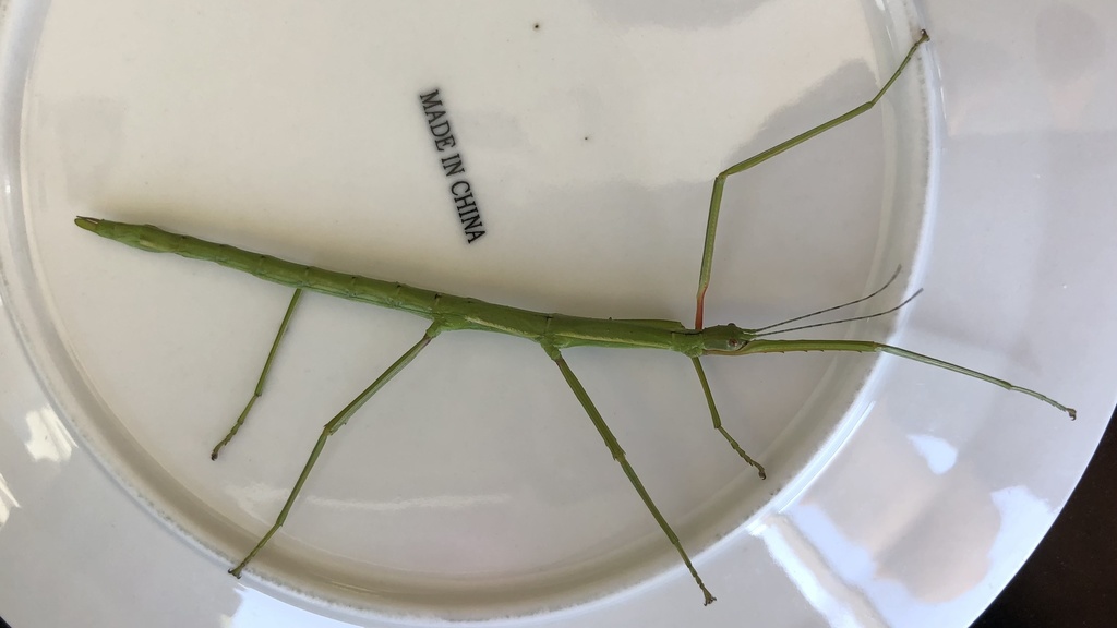 Smooth Stick Insect from Mangorei Road, Merrilands, Taranaki, NZ on ...