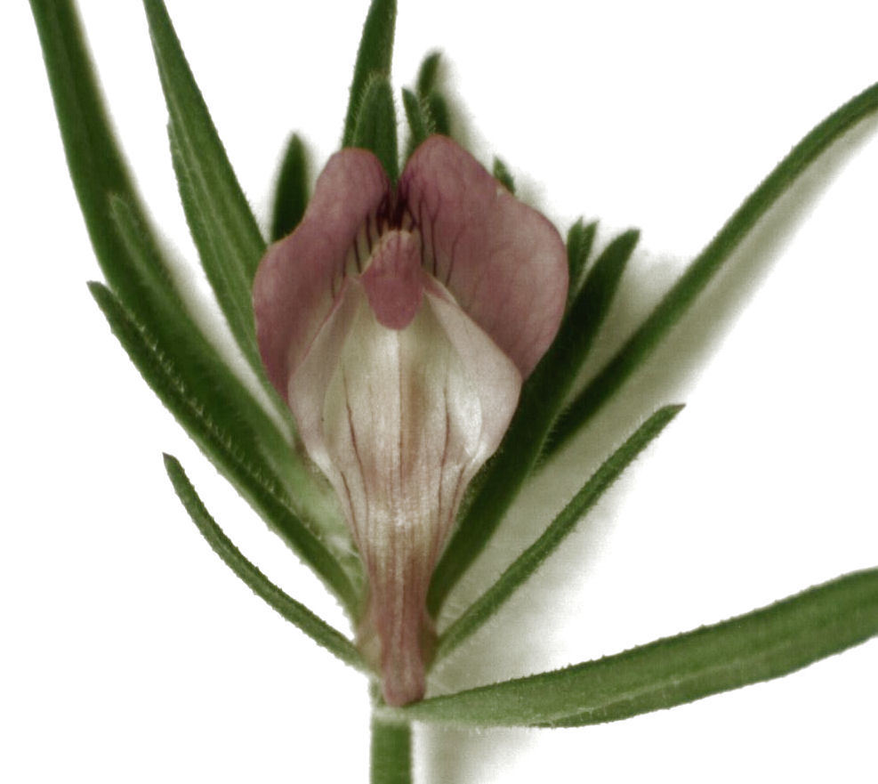 Misopates orontium (Flora del entorno de Ciudad Universitaria (Madrid ...