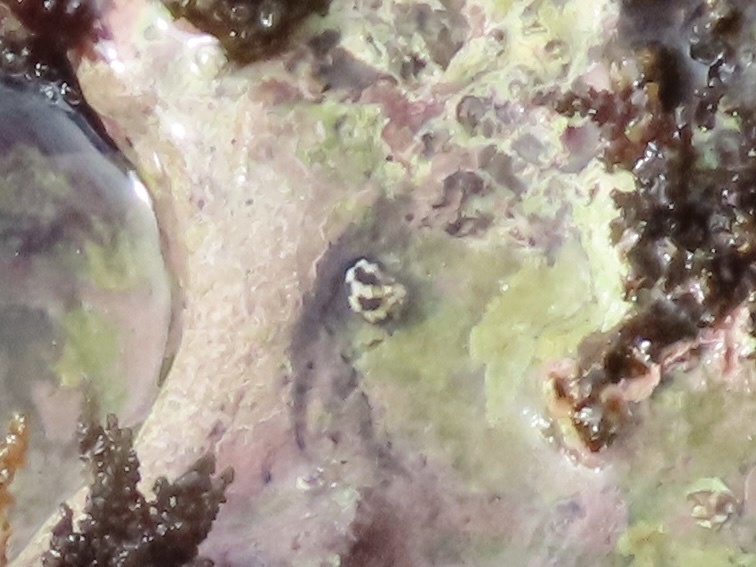 West Indian Top Shell from Puerto Rico, Boquerón, PR, US on December 26 ...