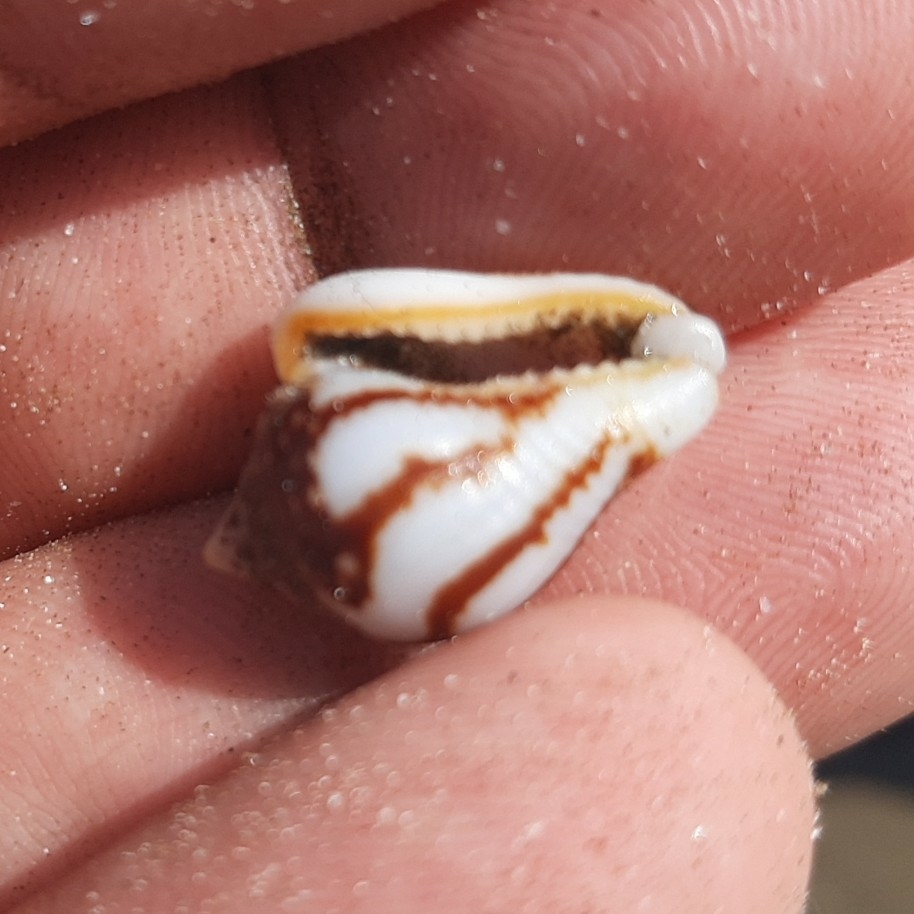 Columbella strombiformis Lamarck, 1822