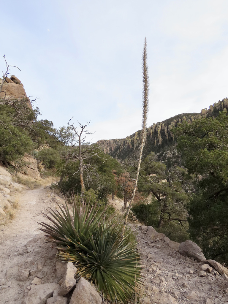 Wheeler sotol from Chiricahua National Monument, Cochise, Arizona ...