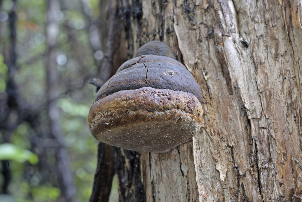 Fomitiporia from Mount Lyford Village, New Zealand on December 25, 2021 ...