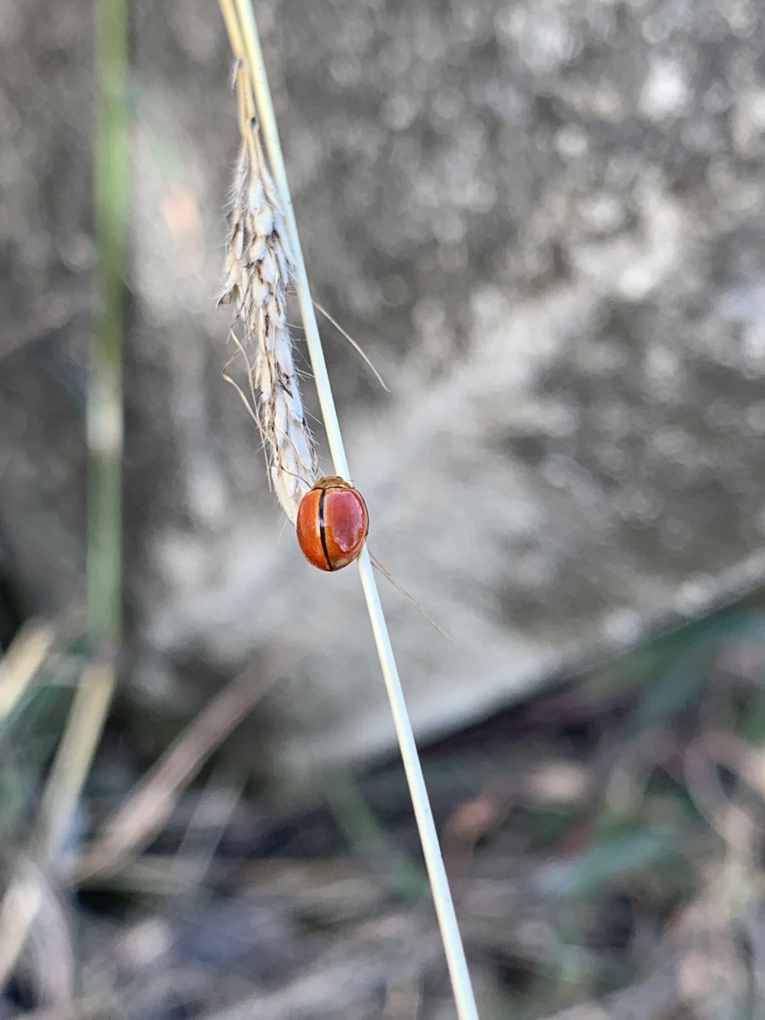 Micraspis discolor (Fabricius, 1798)