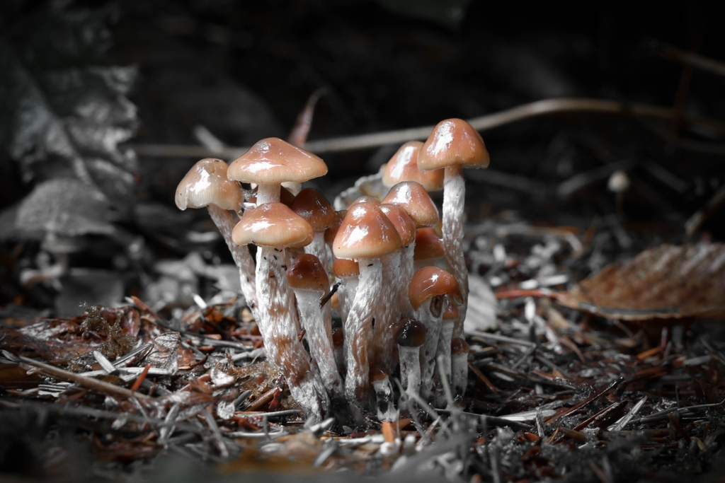 Psilocybe pelliculosa from Port Orchard, WA 98367, USA on November 02 ...