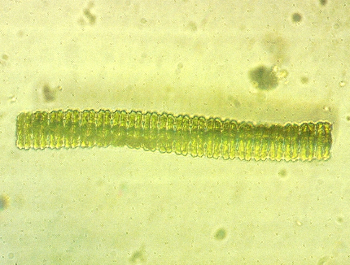 Desmidium C.Agardh ex Ralfs, 1848