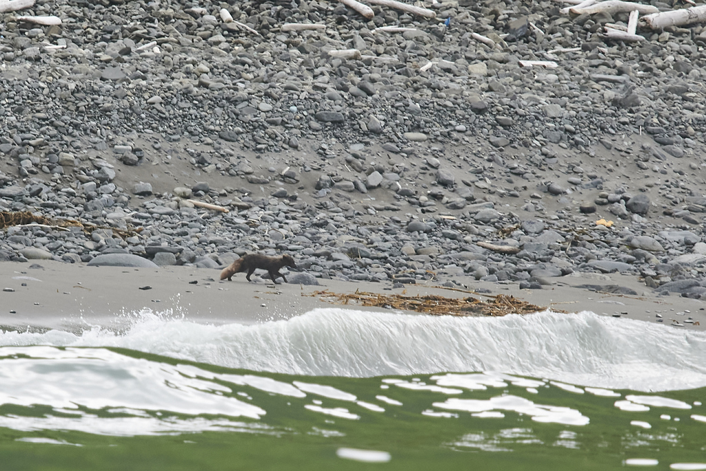 Mednyi Island Fox from Mednyi Island, Kamchatka Krai, Russia on June 27 ...