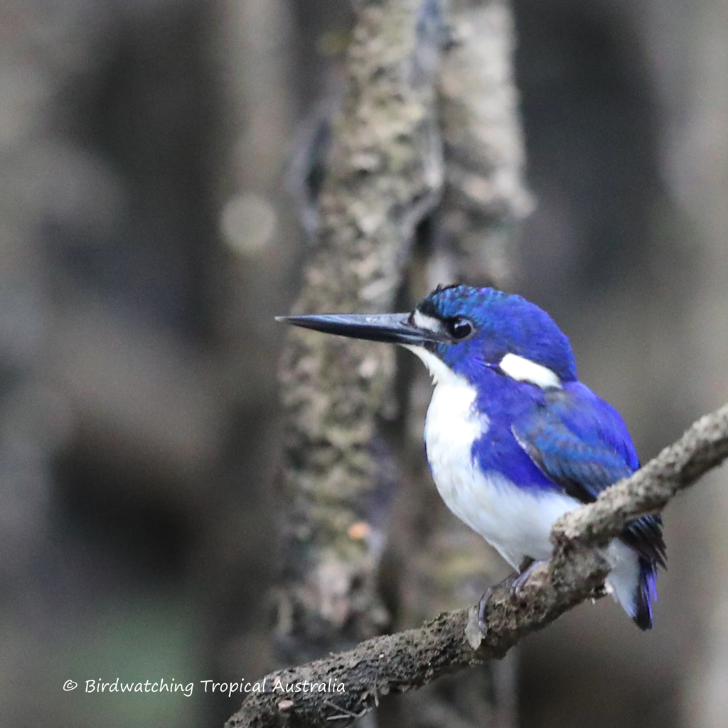 Little Kingfisher from Daintree QLD 4873, Australia on July 27, 2021 at ...