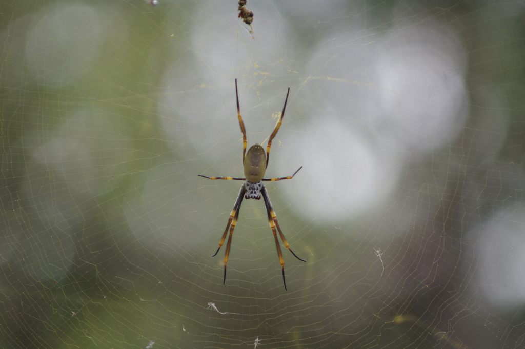 Tiger Spider from Maryborough, AU-QL, AU on January 27, 2022 at 11:16 ...