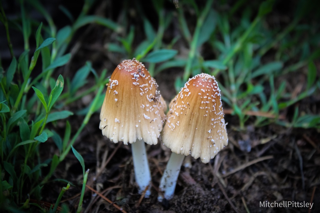 Coprinellus radians from CTH-MS, Boscobel, WI, US on June 27, 2021 at ...