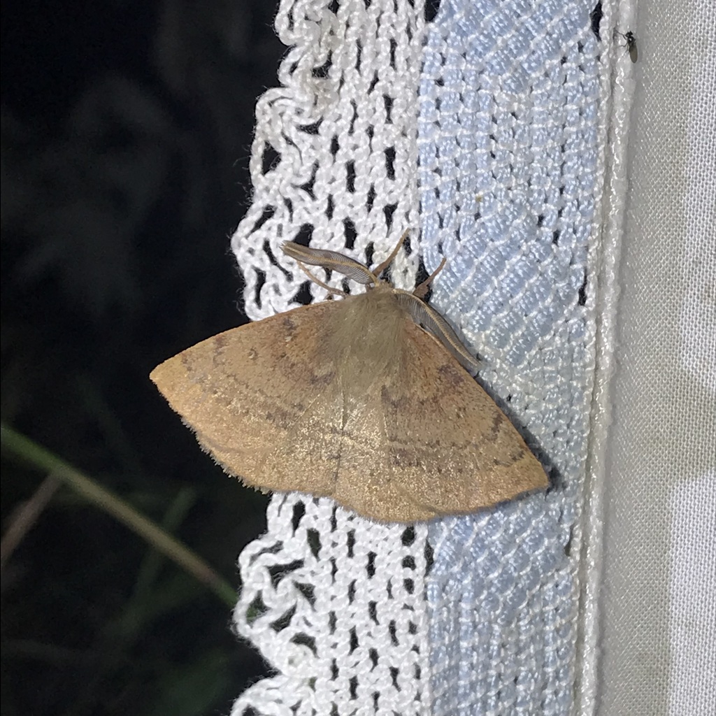 Anthela repleta from Main Ridge Nature Conservation Reserve, Main Ridge ...