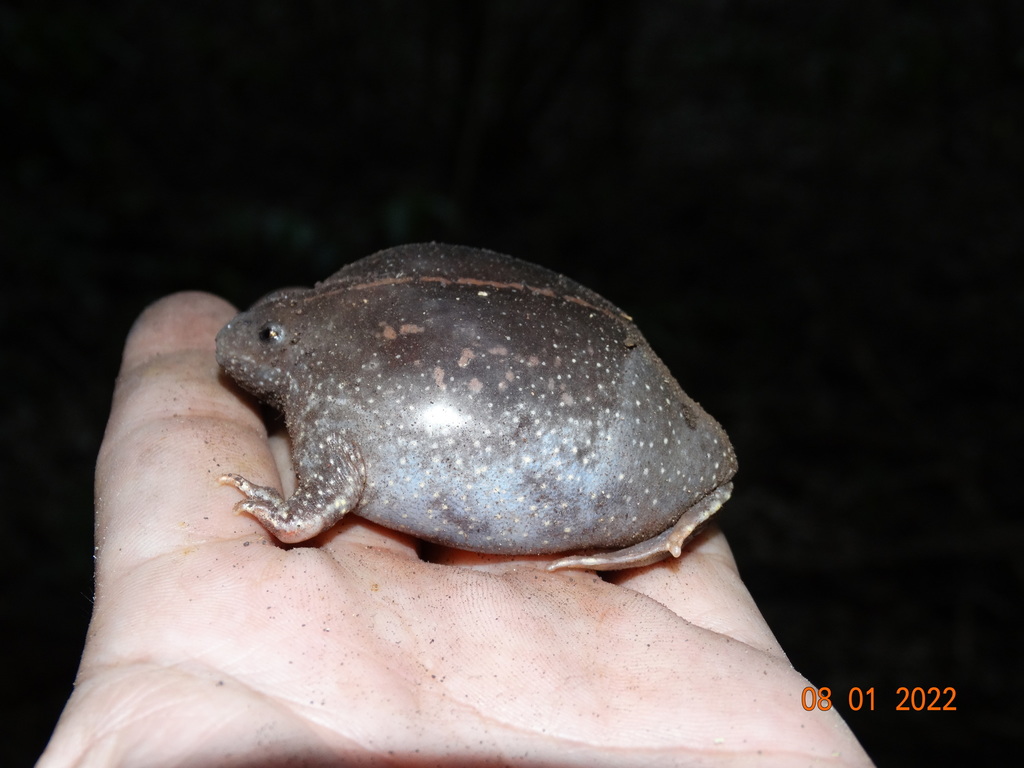 Mexican Burrowing Toad from Casas, Tamps., México on January 08, 2022 ...