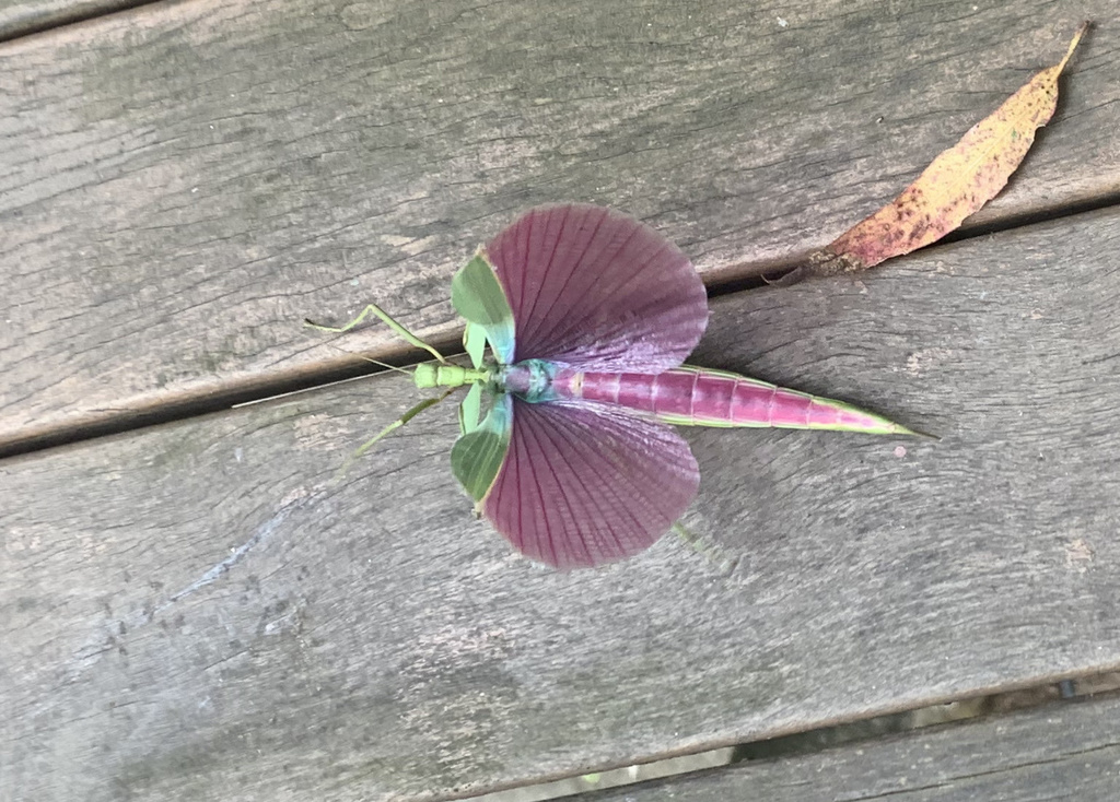 Red-winged Stick Insect from Moorina Rd, Moorina, QLD, AU on January 27 ...
