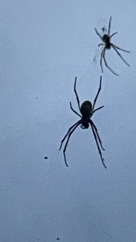 Tiger Spider from Vanuatu on January 27, 2022 at 05:46 PM by lvives88 ...