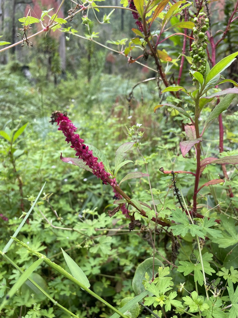 Inkweed from Blue Mountains National Park, Blue Mountains National Park ...