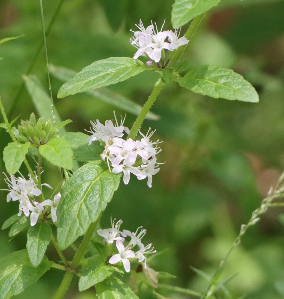 Native River Mint from Mount Macedon VIC on January 10, 2022 at 02:37 ...