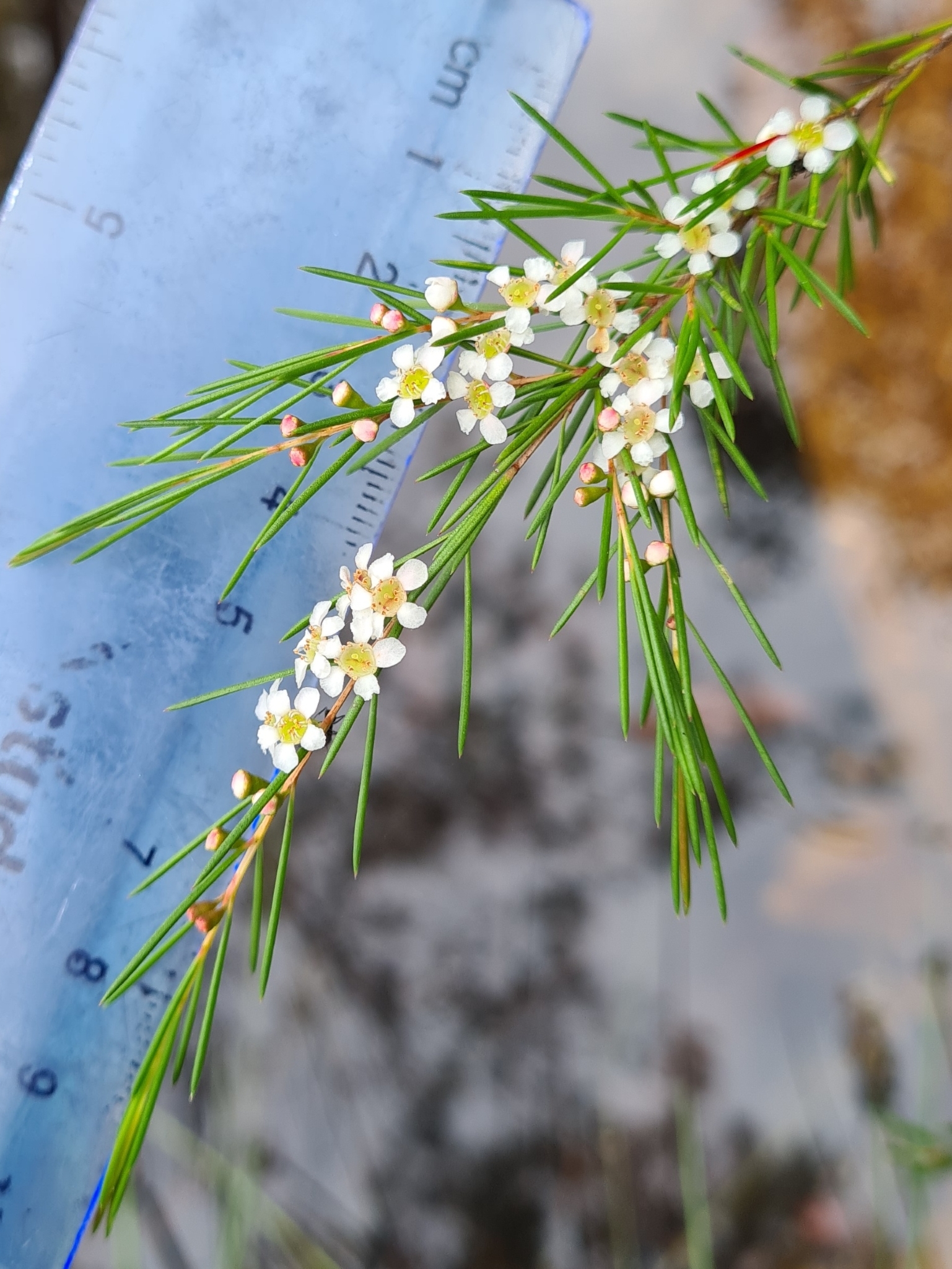 Baeckea linifolia Rudge