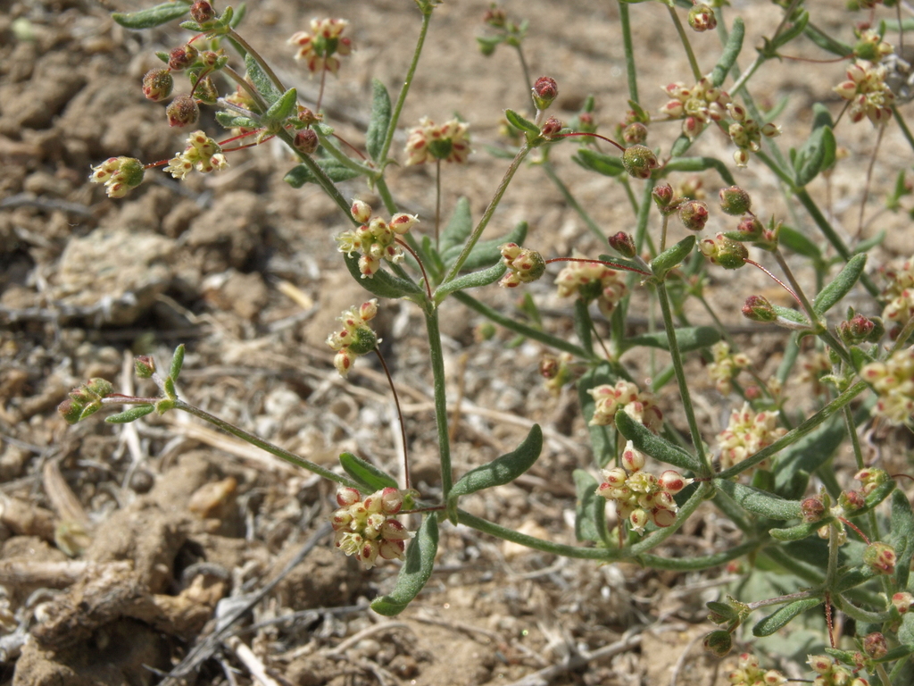 spotted wild buckwheat (Tejon Ranch East Mohave Wildflowers) · iNaturalist
