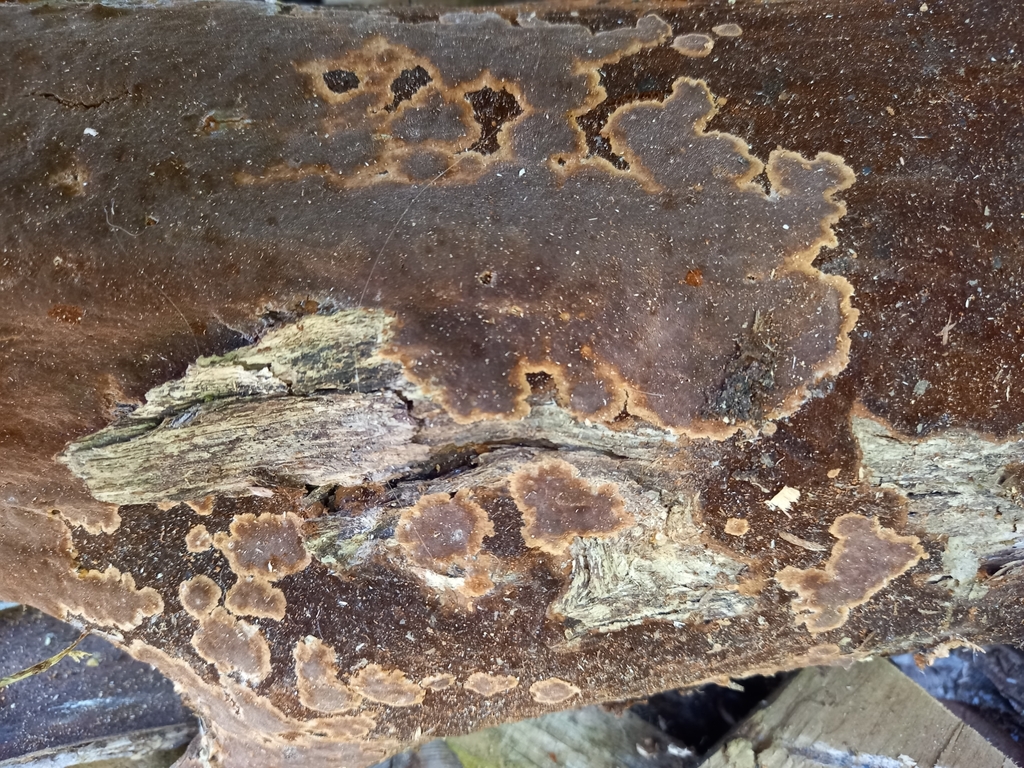 Hymenochaetales from Marlborough, NZ-MA-MB, NZ on January 08, 2022 at ...