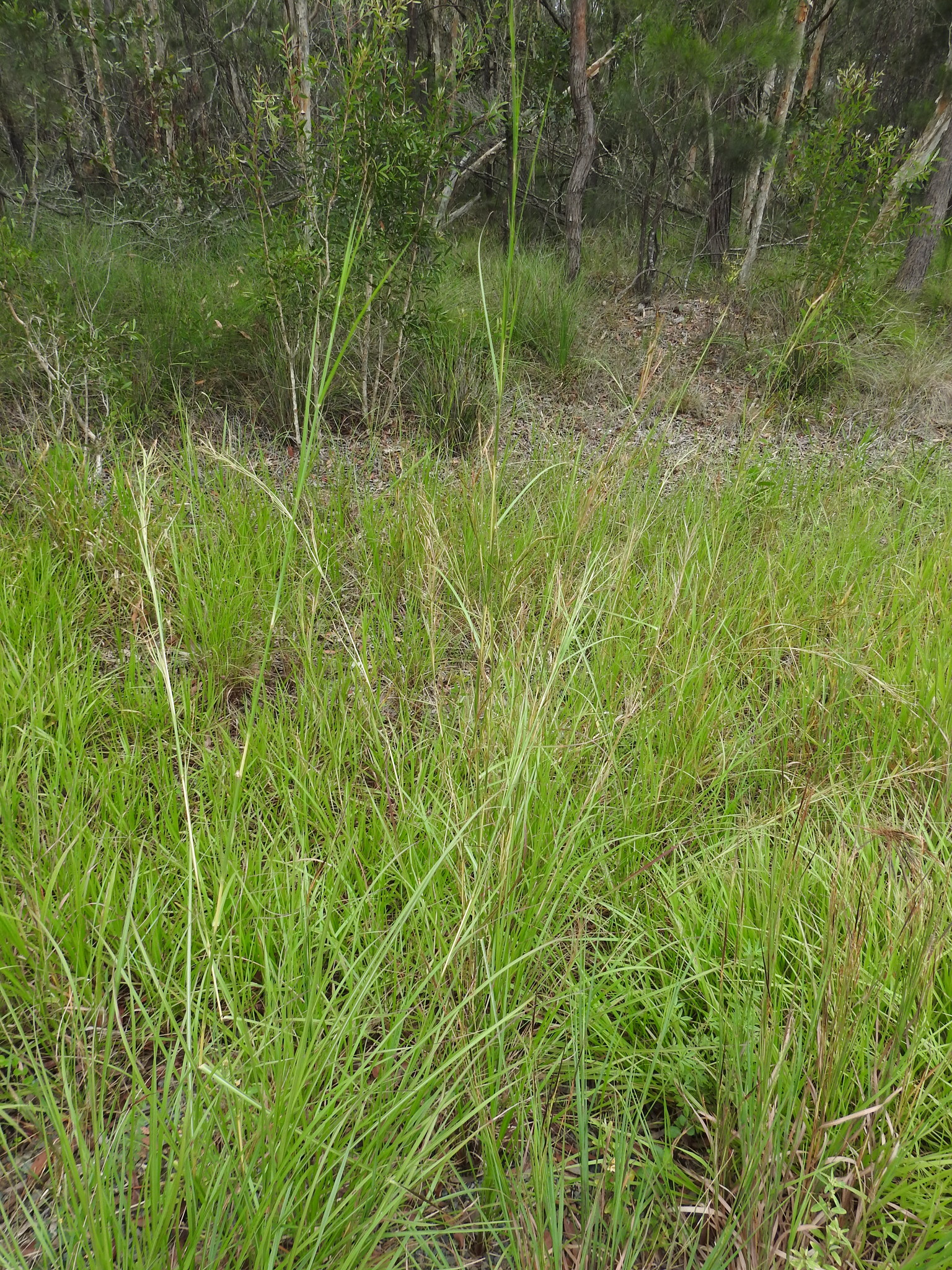 Hyparrhenia rufa (Nees) Stapf