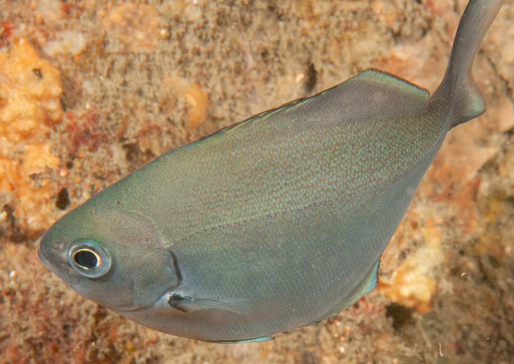 Silver Sweep (Fishes of Chowder Bay, Sydney, Australia) · iNaturalist