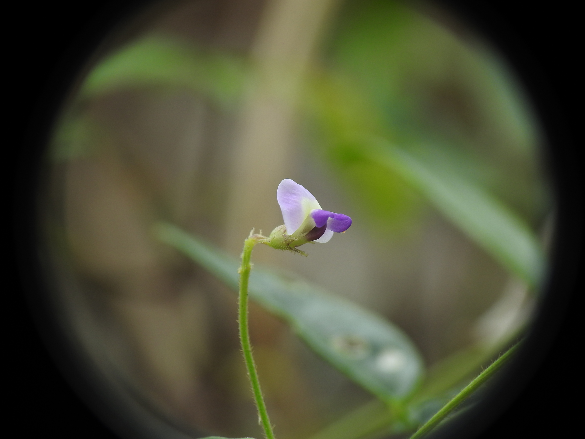Galactia striata (Jacq.) Urb.