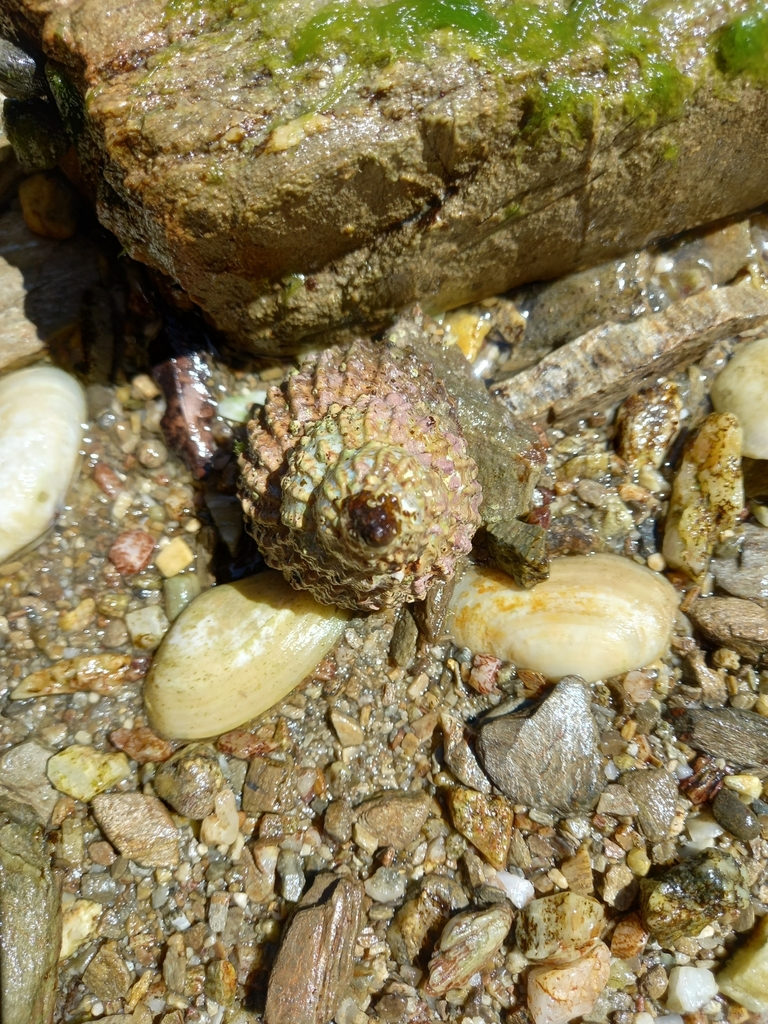 Cook's Turban from Marlborough, NZ-MA-MB, NZ on January 19, 2022 at 03: ...