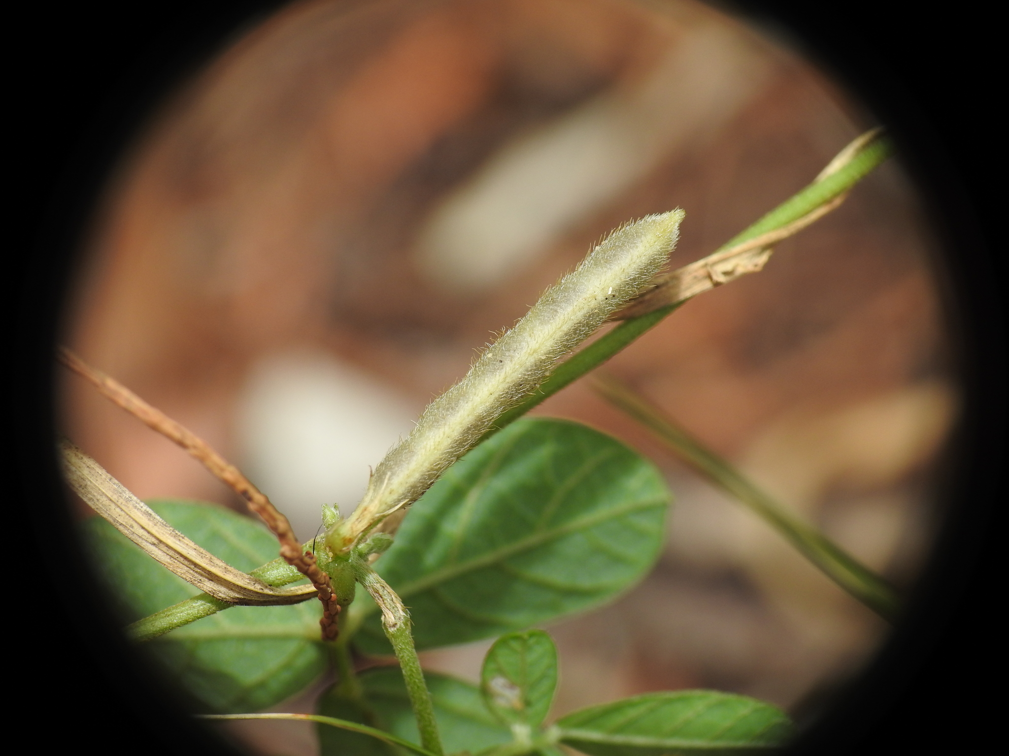 Galactia striata (Jacq.) Urb.