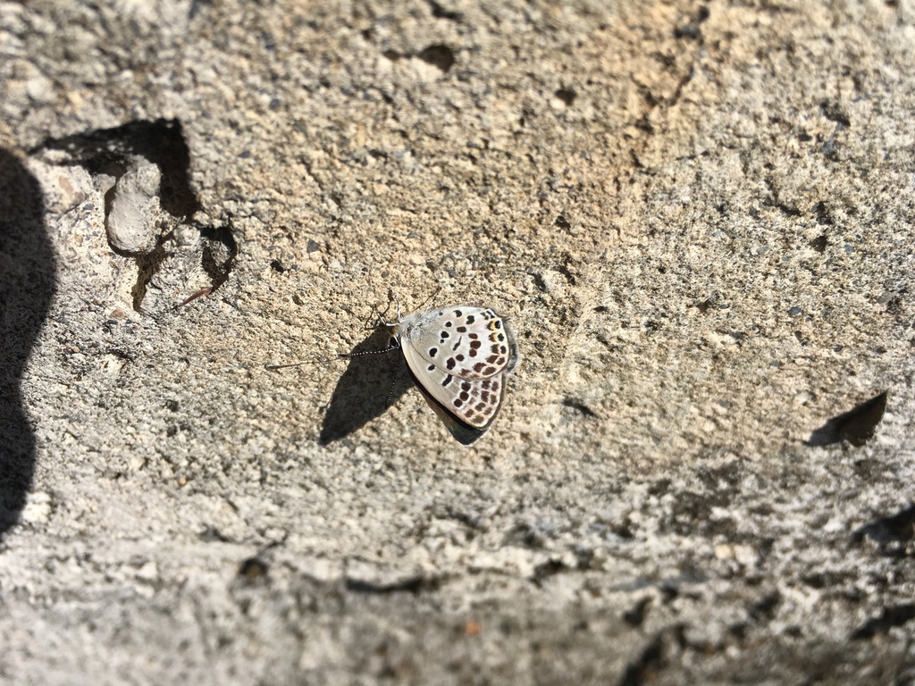 Tongeia from 台灣桃園市 on March 29, 2018 at 10:13 AM by Tunyu Chen ...