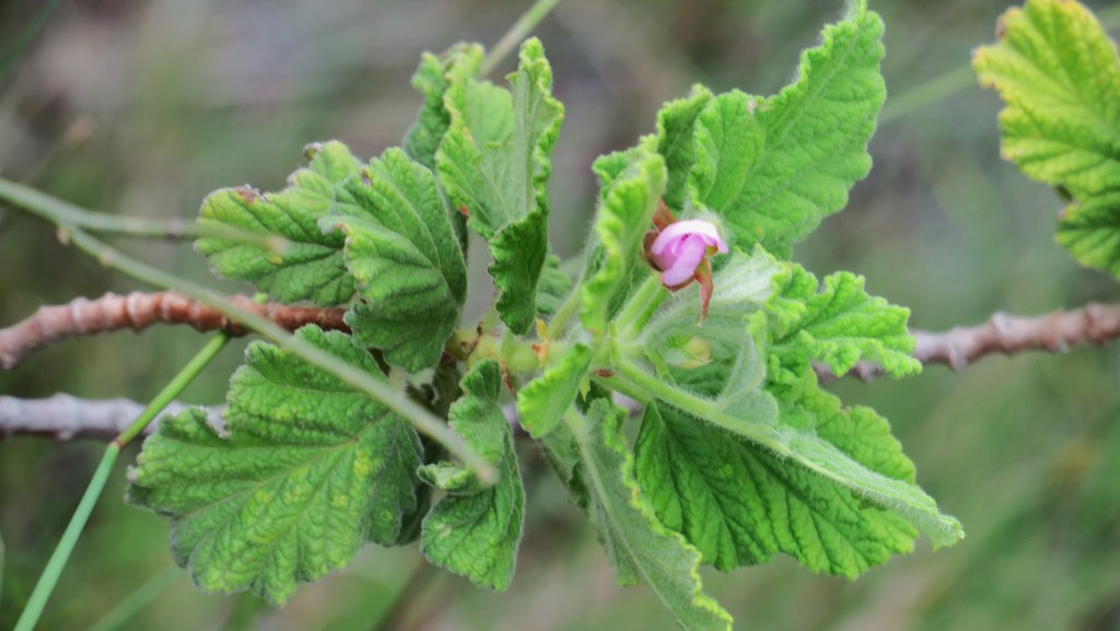 Oak-leaved geranium from Kleinrivier Wilderness on January 11, 2022 by ...