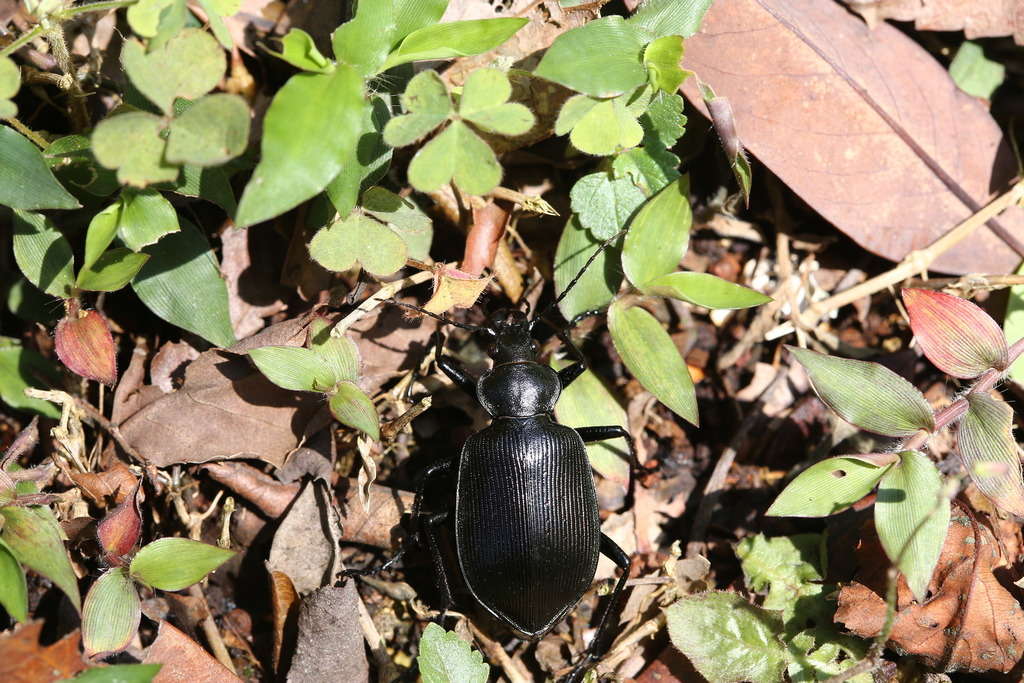 Calosoma maximowiczi from 台灣桃園市 on May 10, 2018 at 08:33 AM by Tunyu ...