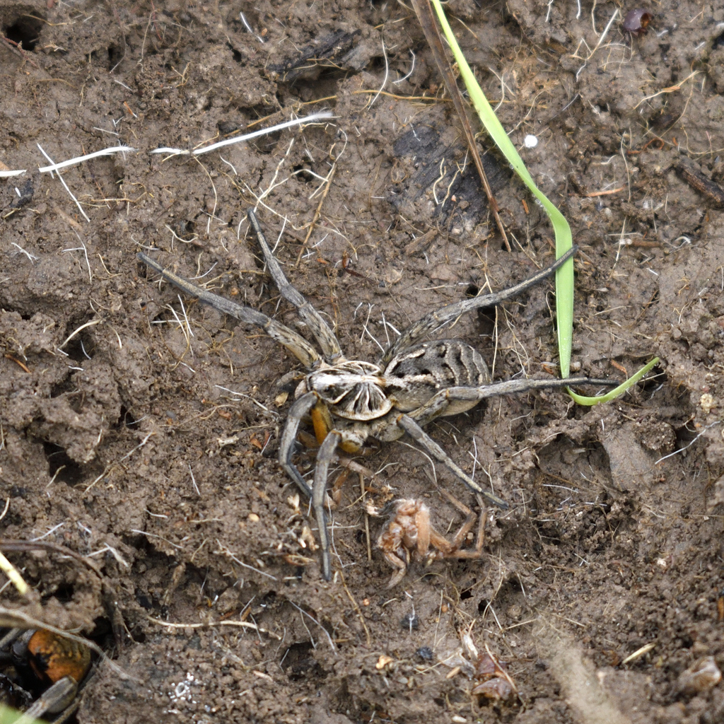 Union-Jack Wolf Spiders from Gungahlin, ACT, Australia on January 19 ...