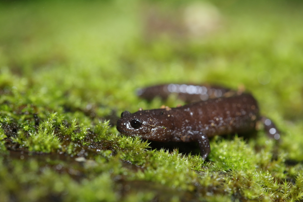 Taiwan Lesser Salamander in May 2019 by Tunyu Chen · iNaturalist