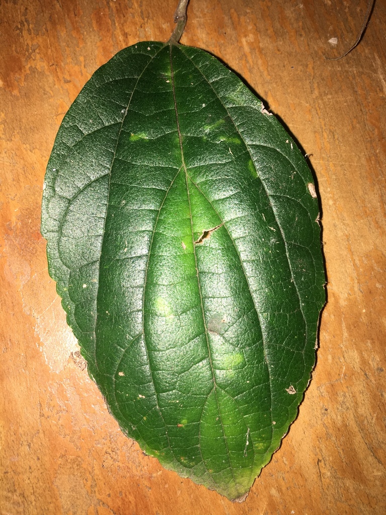 Chinese Hackberry from Brisbane Cso, Fairfield, QLD, AU on January 27 ...