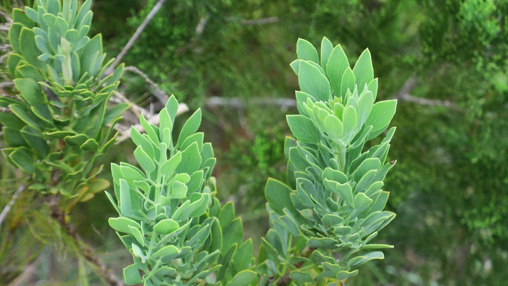 Common Blisterbush from Kleinrivier Wilderness on January 11, 2022 by ...