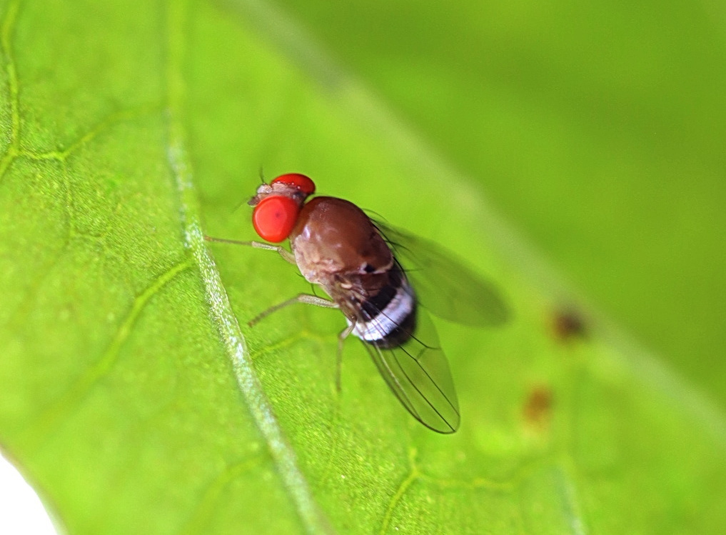 Flies from Witta QLD 4552, Australia on January 27, 2022 at 03:57 PM by ...