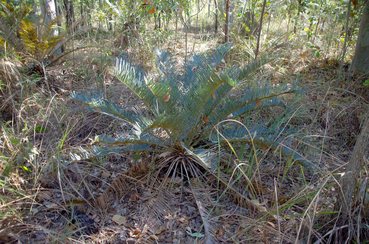 Cycas candida K.D.Hill