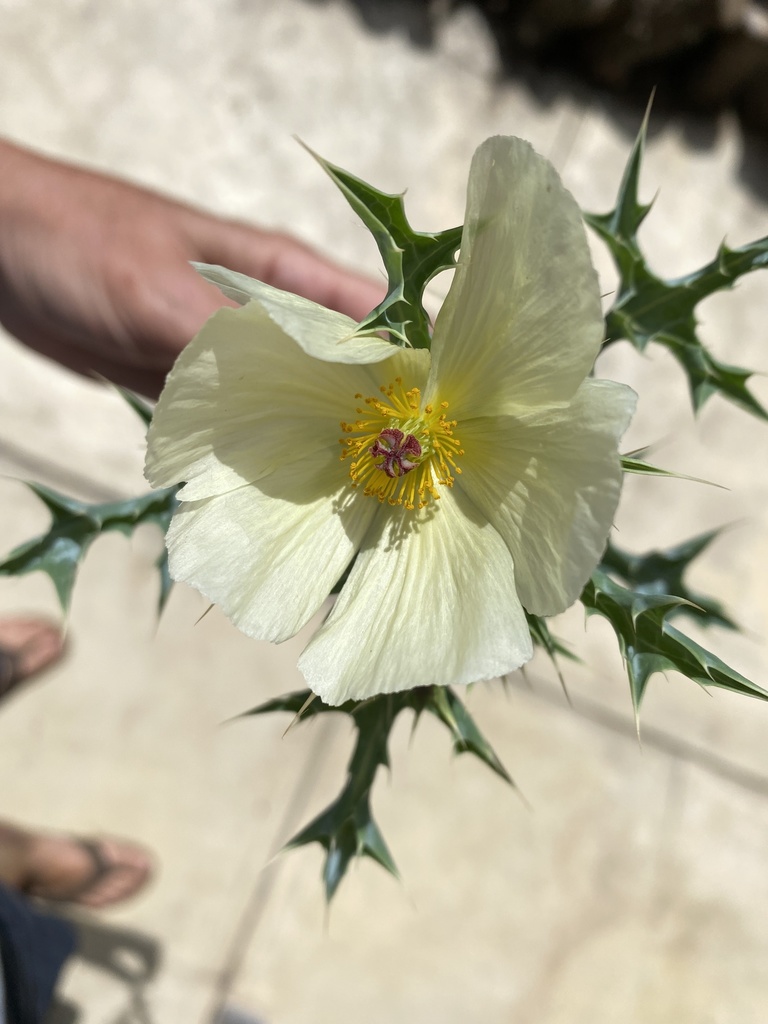 Mexican Poppy from Versveld Street, Still Bay, WC, ZA on January 27 ...