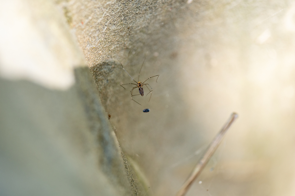 Uthina luzonica from Kaohsiung, Kaohsiung, Taiwan on January 24, 2022 ...