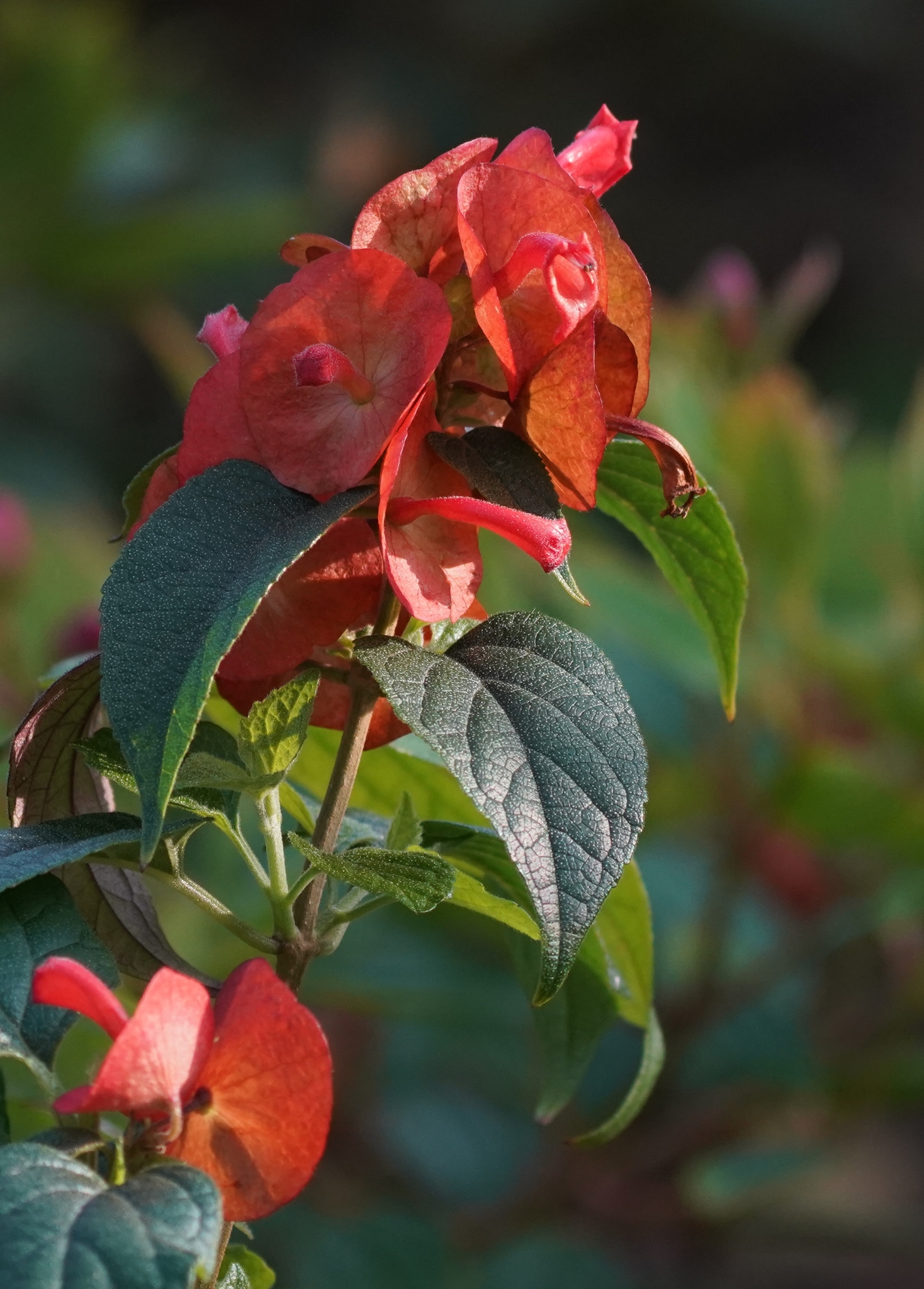 Holmskioldia sanguinea Retz.