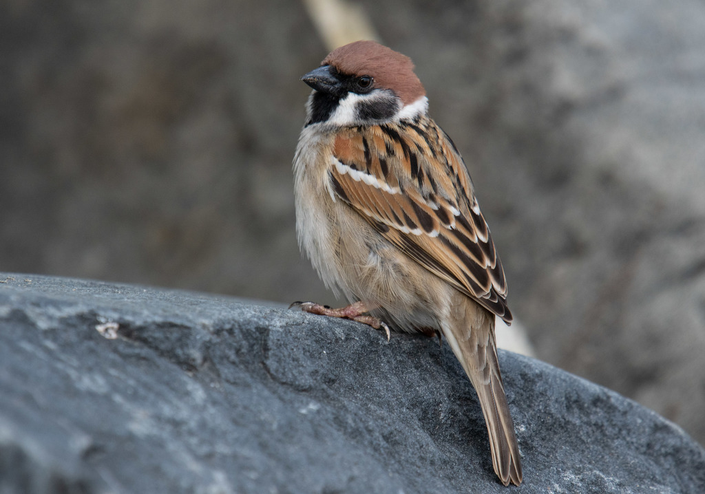 Eurasian Tree Sparrow from Kaohsiung City, Taiwan on January 26, 2022 ...