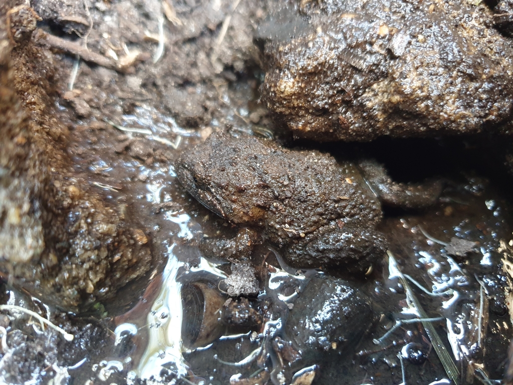 Tusked Frog in June 2021 by evalaina. Identified twice over a week in a ...
